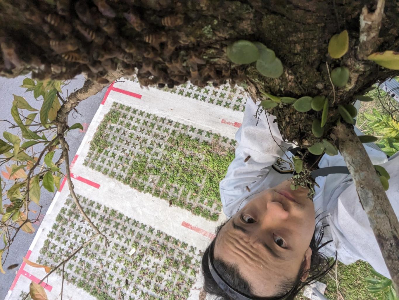 Saving bees, and getting others to love them too, Sustainability Impact ...