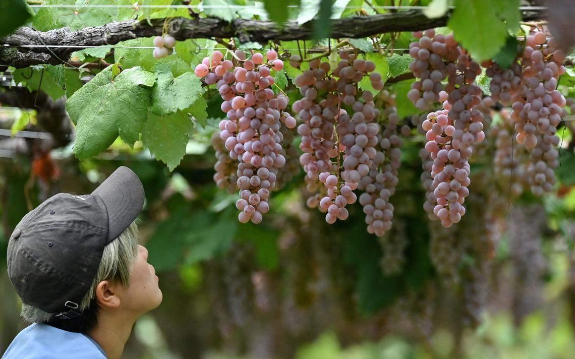 From mediocre to medal-winning: Japan's koshu wine, Lifestyle - THE ...
