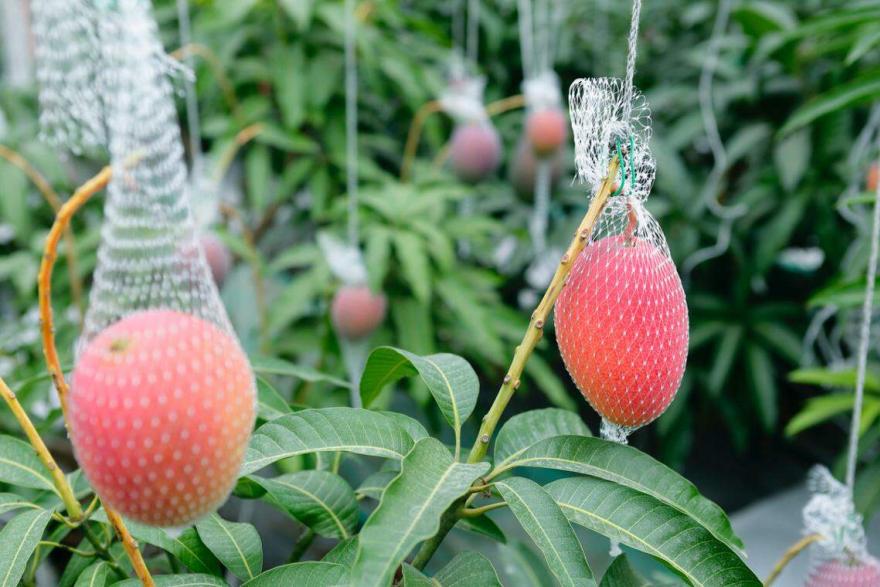Japan’s secret to US$230 winter mangoes: A farmer tricks the fruit ...