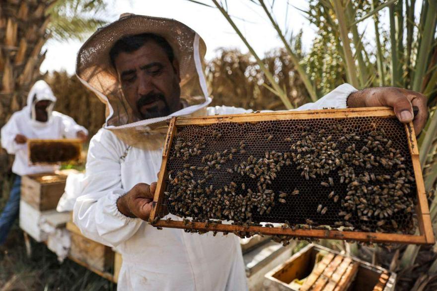 Iraq honey production at the mercy of heat and drought, Lifestyle - THE ...