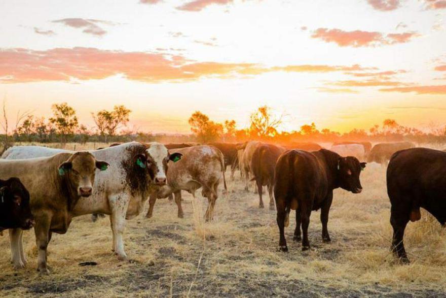 Malaysia Blocks Live Cattle Imports From Australia After Skin Disease malaysia-blocks-live-cattle-imports-from-australia-after-skin-disease