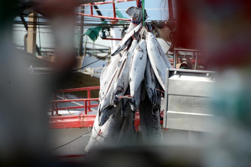 Illegal tuna fishing costs Pacific US$740m: report, Energy ...