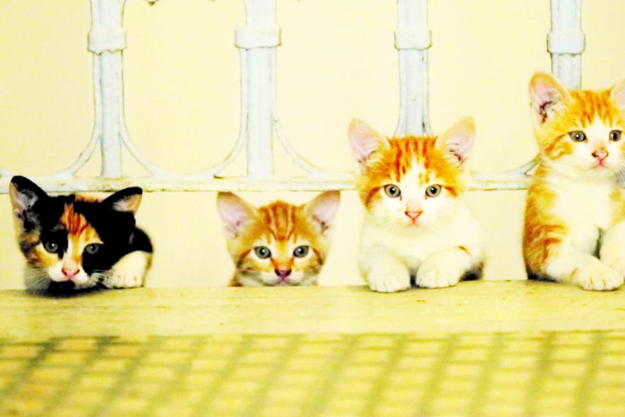 Cats On Screen, Lifestyle - THE BUSINESS TIMES